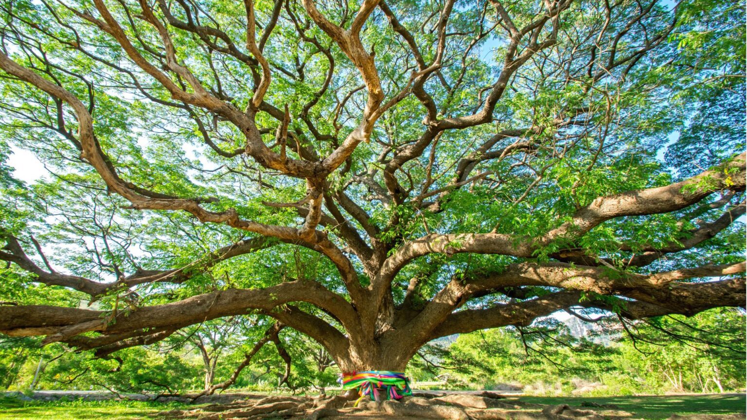 Heritage Trees webinar series - IUCN Urban Alliance